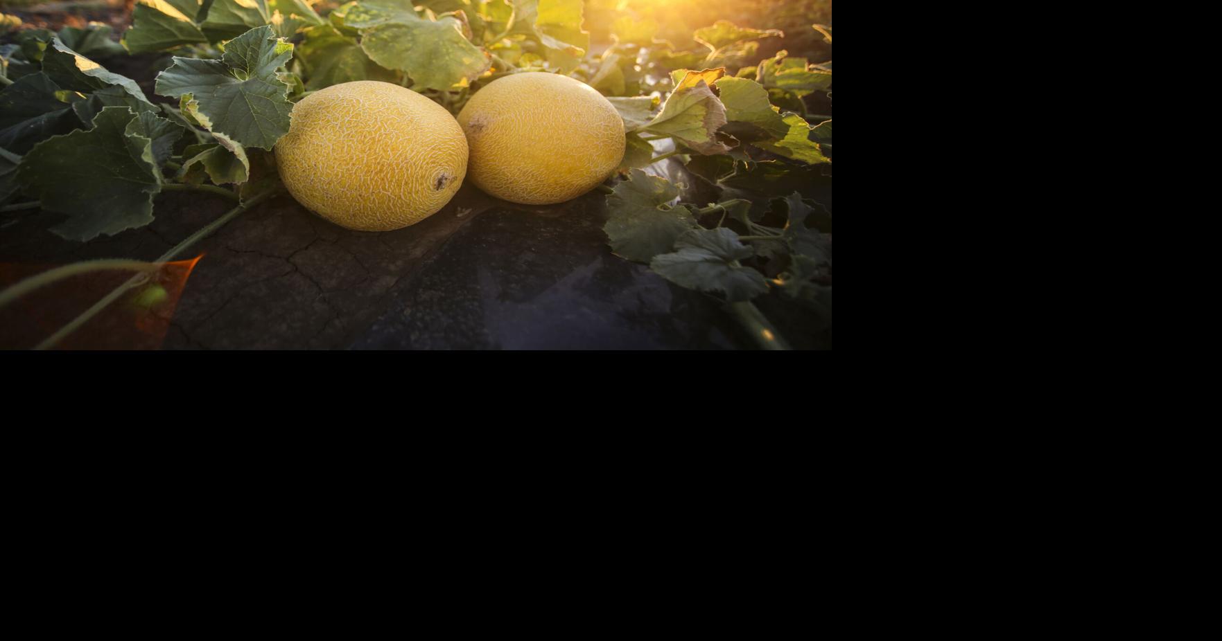 Experienced Cantaloupe Producer and Consumer Shares Insights | Fruit ...