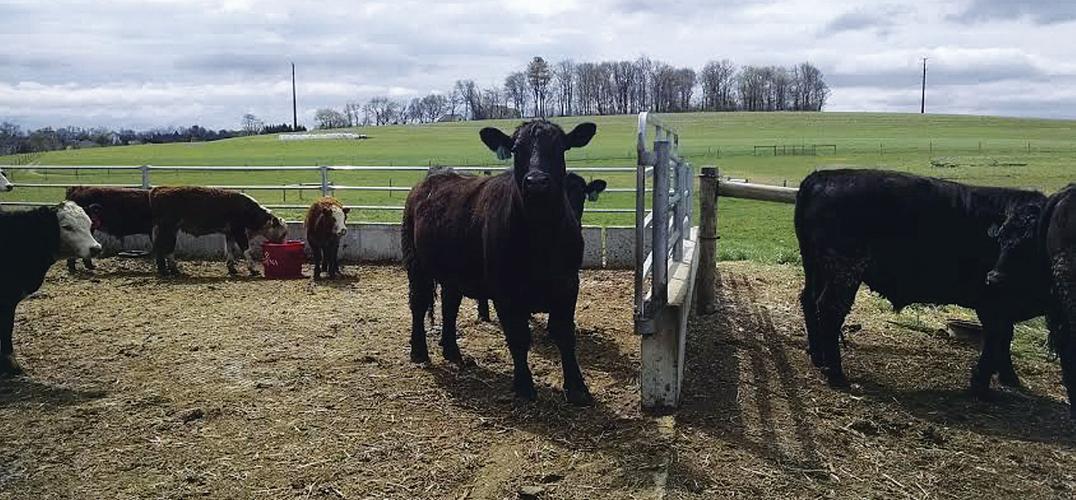 Beef Herd Thrives on Heritage of Conservation | Farming and ...