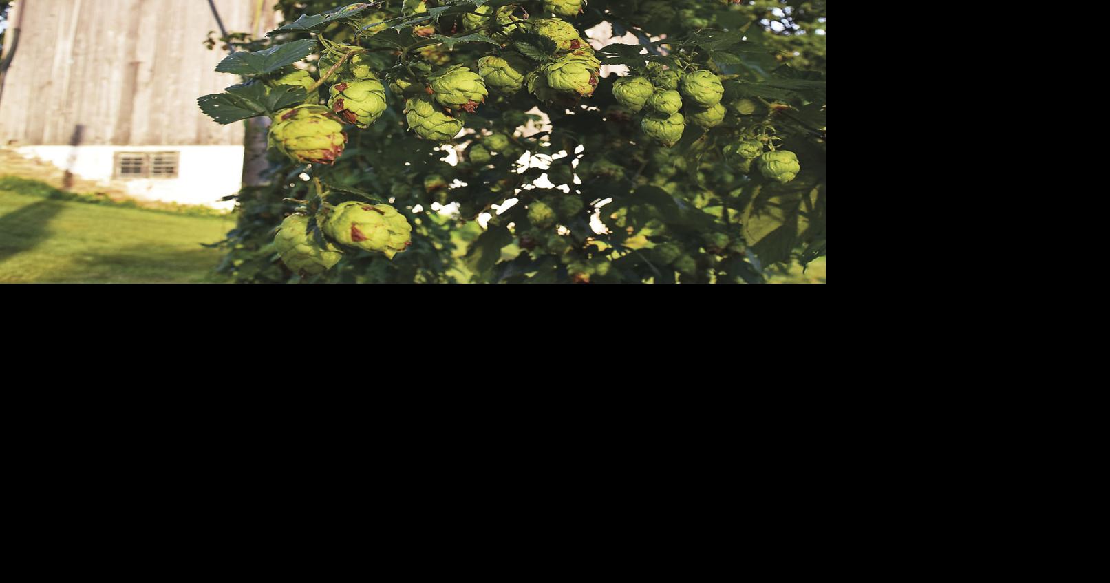 Hops a Weird, Finicky Adventure for A to Z Couple | Farming and ...