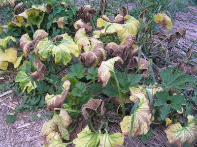 Looking Back on 2024: From Fusarium and Pythium to Changing Weather ...