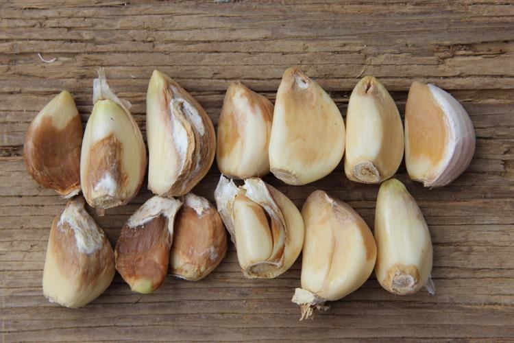 Bulb Mites a Tricky Problem for Garlic Growers | Fruit and Vegetable ...