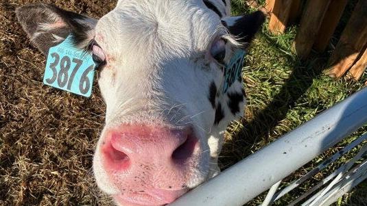 Poultry & Small Animal Market Reports | lancasterfarming.com