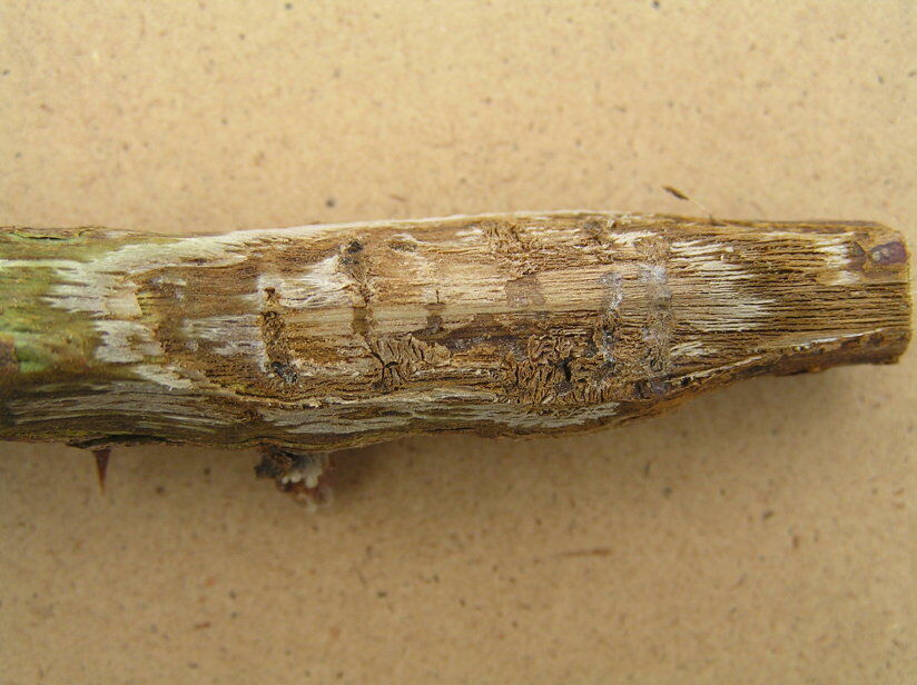 How to Spot the Difference Between the Good and Bad Borers in Your ...