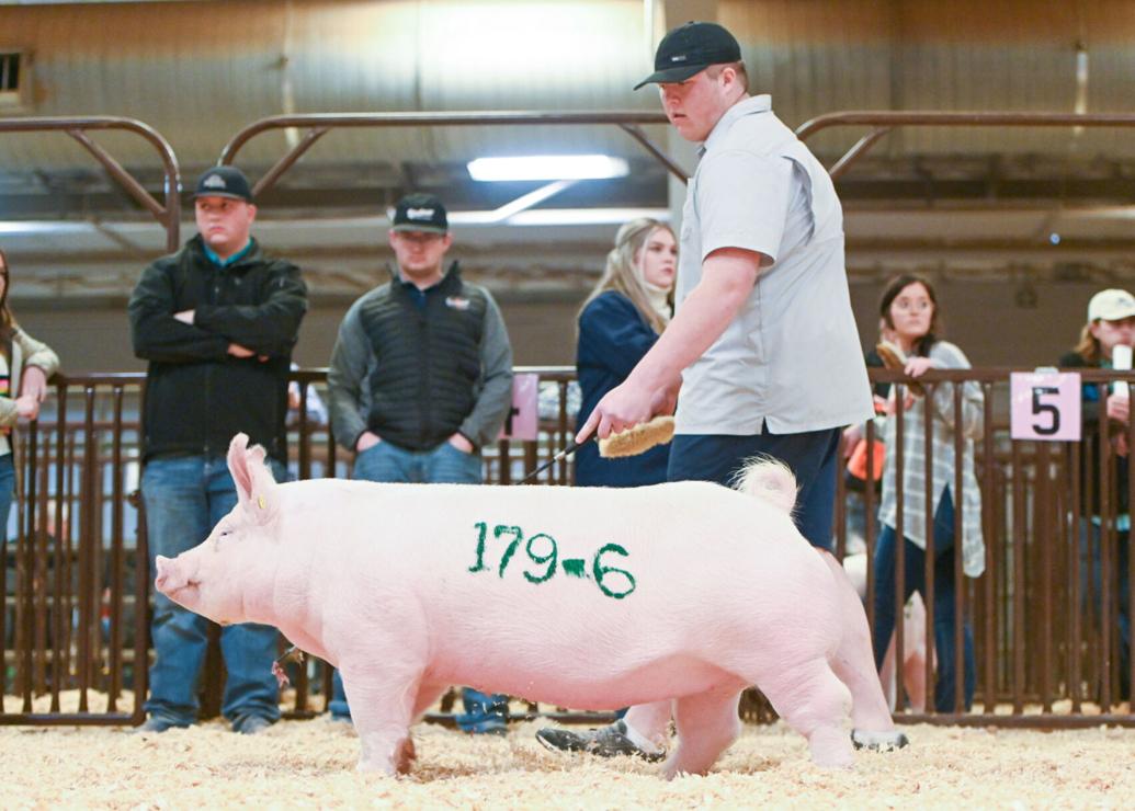 Why Yorkshires Are Considered the Mother Breed of the U.S. Swine ...