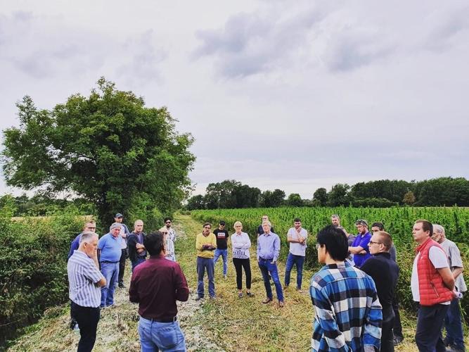 Ireland and the Seven Pillars of Hemp | Hemp Industry News ...