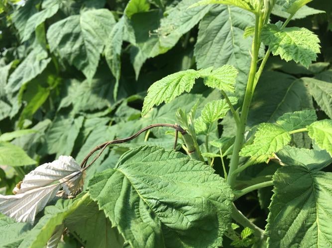 How to Spot the Difference Between the Good and Bad Borers in Your ...