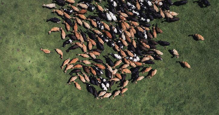 Cattle Feeders Discuss Using Artificial Intelligence In the Beef ...