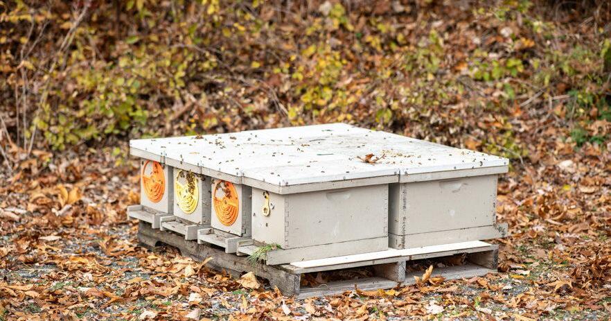 How Smart Hives Are Helping Beekeepers Maintain Hive Health | Livestock ...