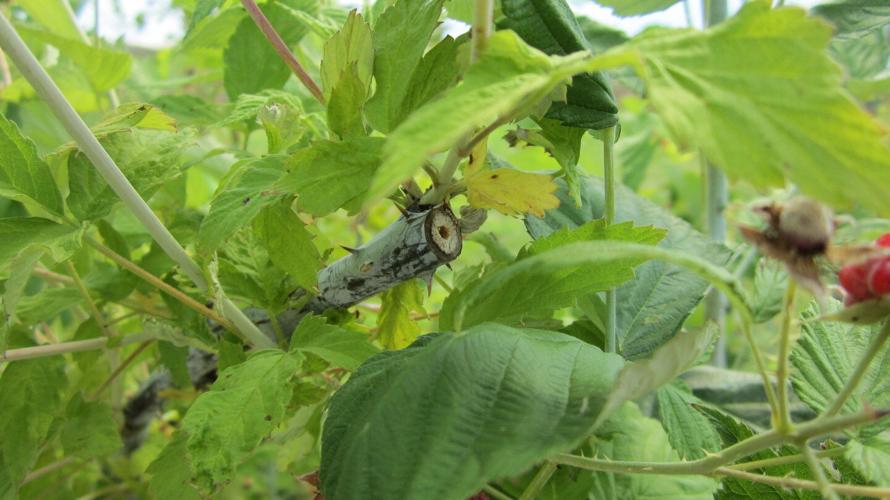 How to Spot the Difference Between the Good and Bad Borers in Your ...