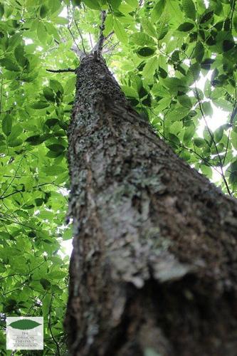Chestnut Tree Restoration Efforts Slowed by Clashing Viewpoints ...