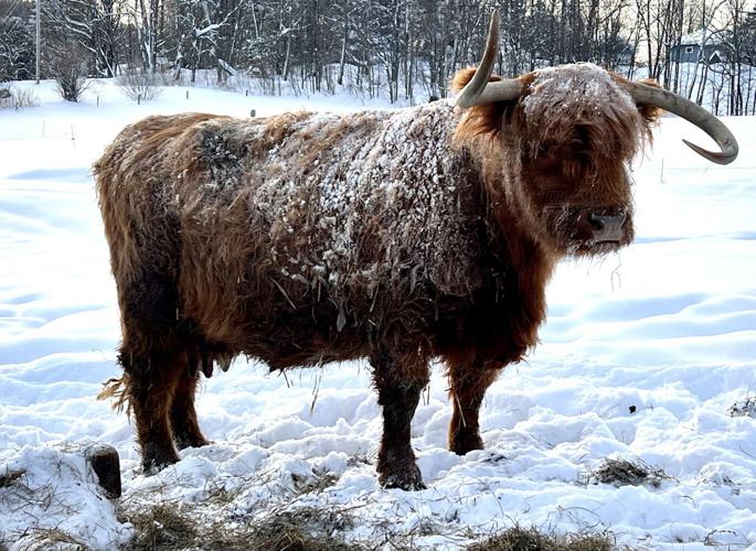 Vermont Highland Cow Weans Third Set of Twins, William and Wallace ...