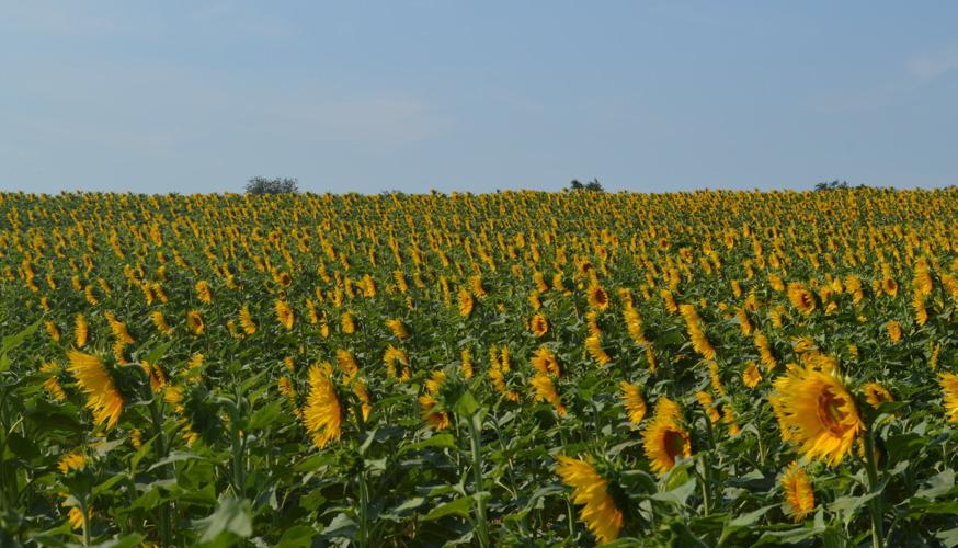 Farmer Trials Nutrient Management Practices to Improve Soil Health ...