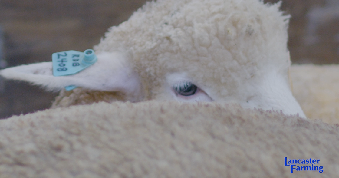 Meet the Sheep Used in the PA Farm Show Sheep to Shawl Contest ...