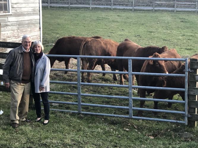 Beef Farmer Sees Promise in Limousin Cattle Breed | Livestock News ...