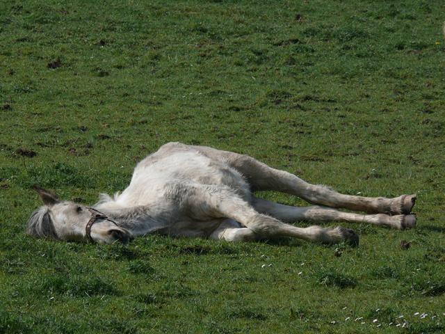 Why Do Horses Sleep Standing Up? | Horse News and Equine Events ...