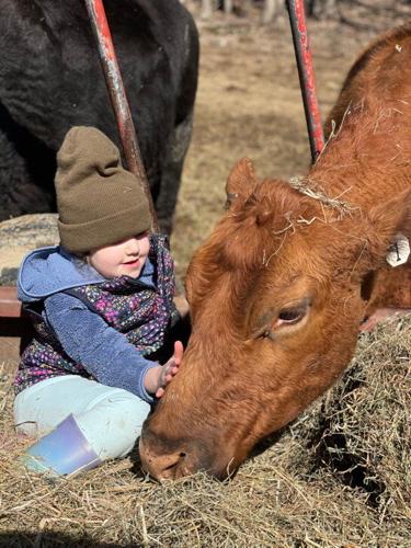 Beef Cattle Farm Finds Success With Jerky, Tallow and Other Value-Added ...