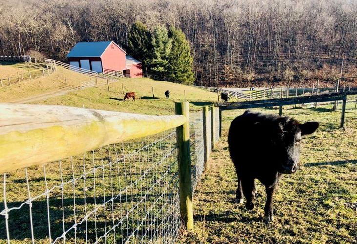 Watch Blue Dog Farms' Pennsylvania Farm Show Virtual Farm Tour and Find ...