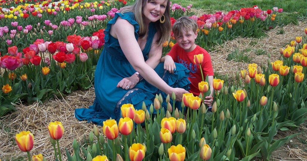 Spring Bloom Tulip Festival Brings Visitors and Business to York Farm ...