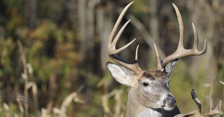PA Game Commission Seeks to Expand Ag Tag Program to Address Wildlife ...