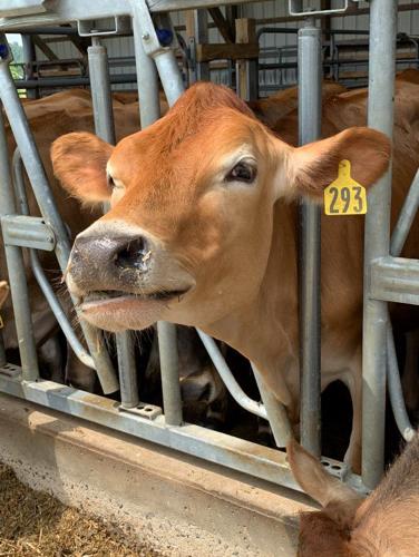 Expanded Ice Cream Trail Unveiled at Chester Springs Creamery | Farming ...