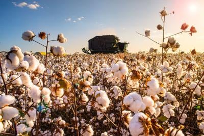 Tennessee Cotton Growers Fighting Through ‘Abnormal’ Season | Field ...