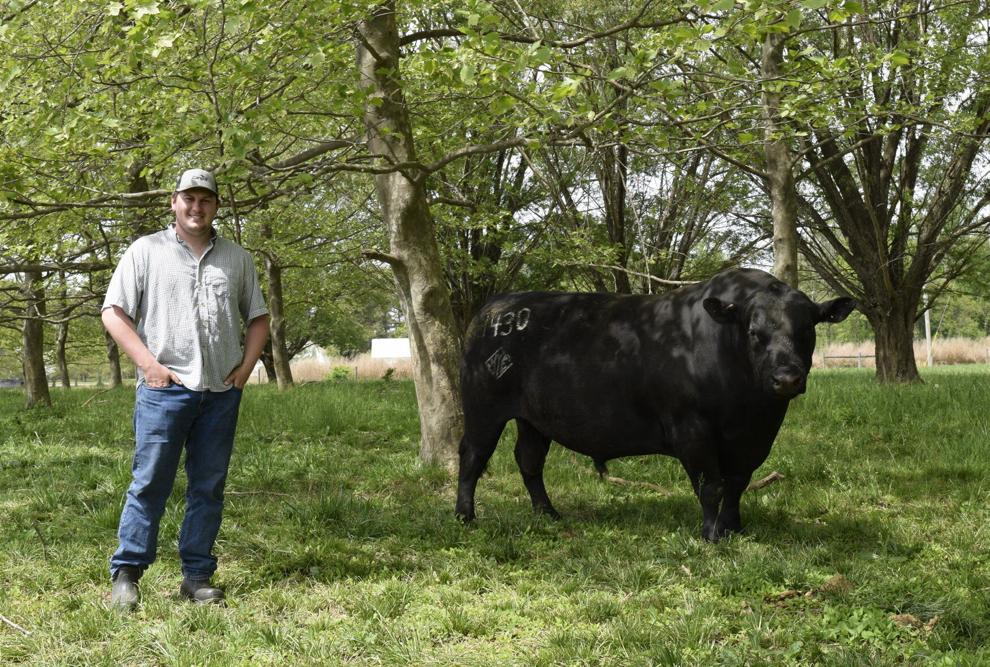 Storied Wye Angus Herd Looks to the Future | Livestock News ...