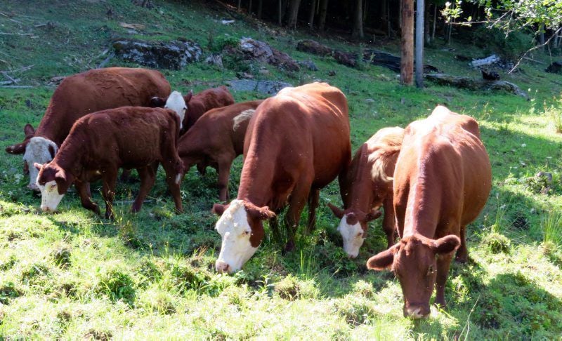 Where’s the Beef? It’s in Vermont | Livestock News | lancasterfarming.com
