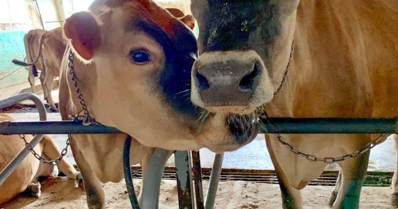 Expanded Ice Cream Trail Unveiled at Chester Springs Creamery | Farming ...