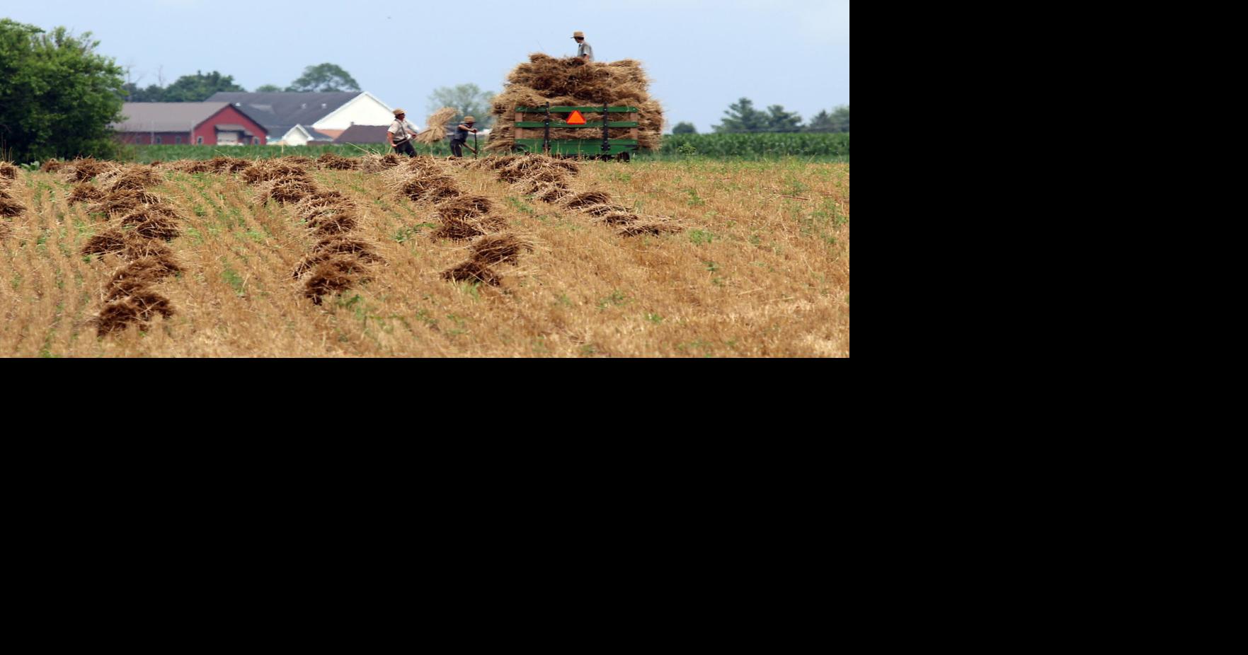 Pennsylvania Wheat Growers Weather Wet Season | Field Crop News ...