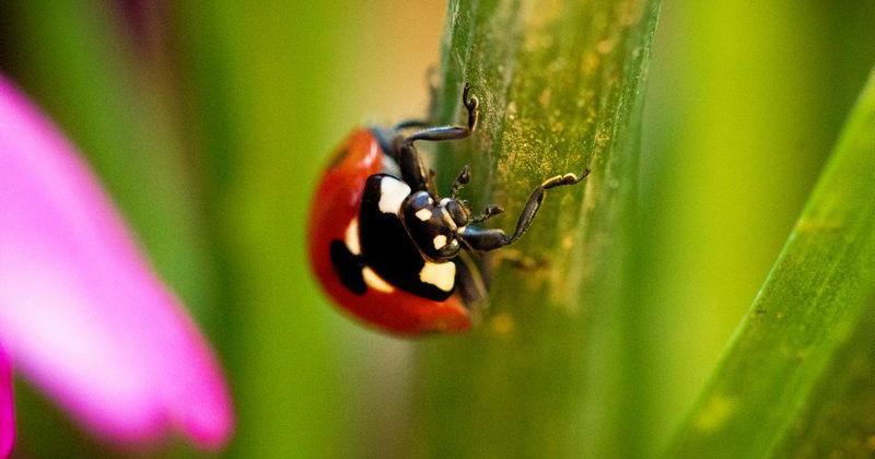 Do Ladybugs Help Crops Grow? Depends On Surroundings | Field Crop News ...