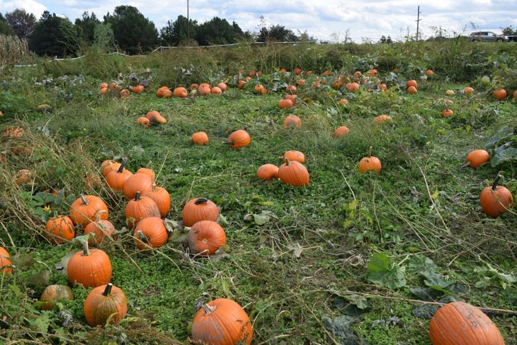 Plenty of Good Pumpkins to Pick This Season | Field Crop News ...