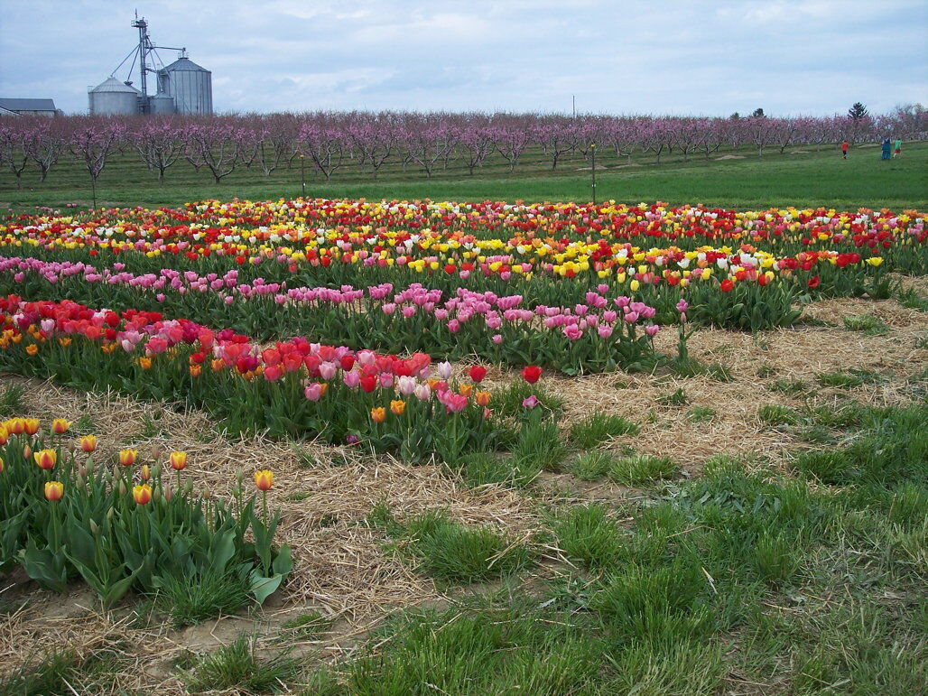 Spring Bloom Tulip Festival Brings Visitors and Business to York Farm ...