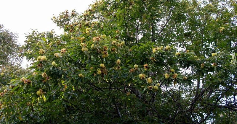 Living With Chestnut Trees in Your Backyard | Farm and Rural Family ...