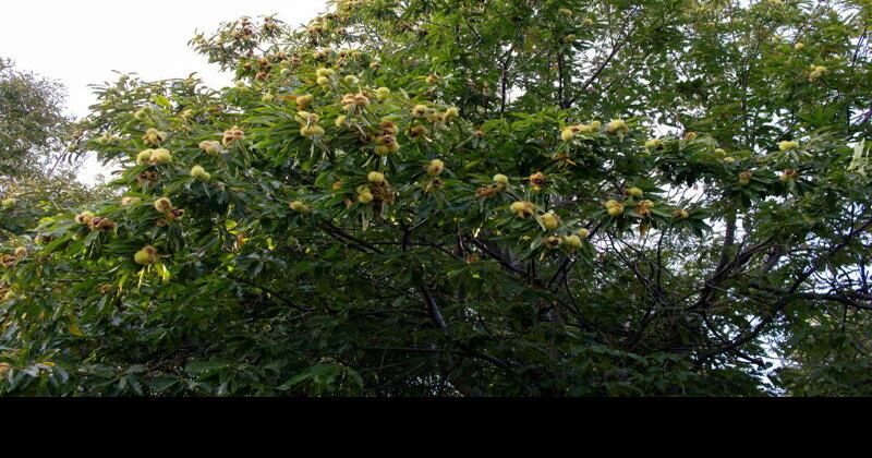 Living With Chestnut Trees in Your Backyard | Farm and Rural Family ...