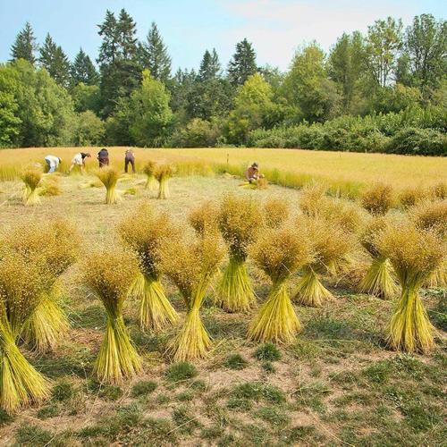 Fiber Farming in Southeastern Pennsylvania | | lancasterfarming.com