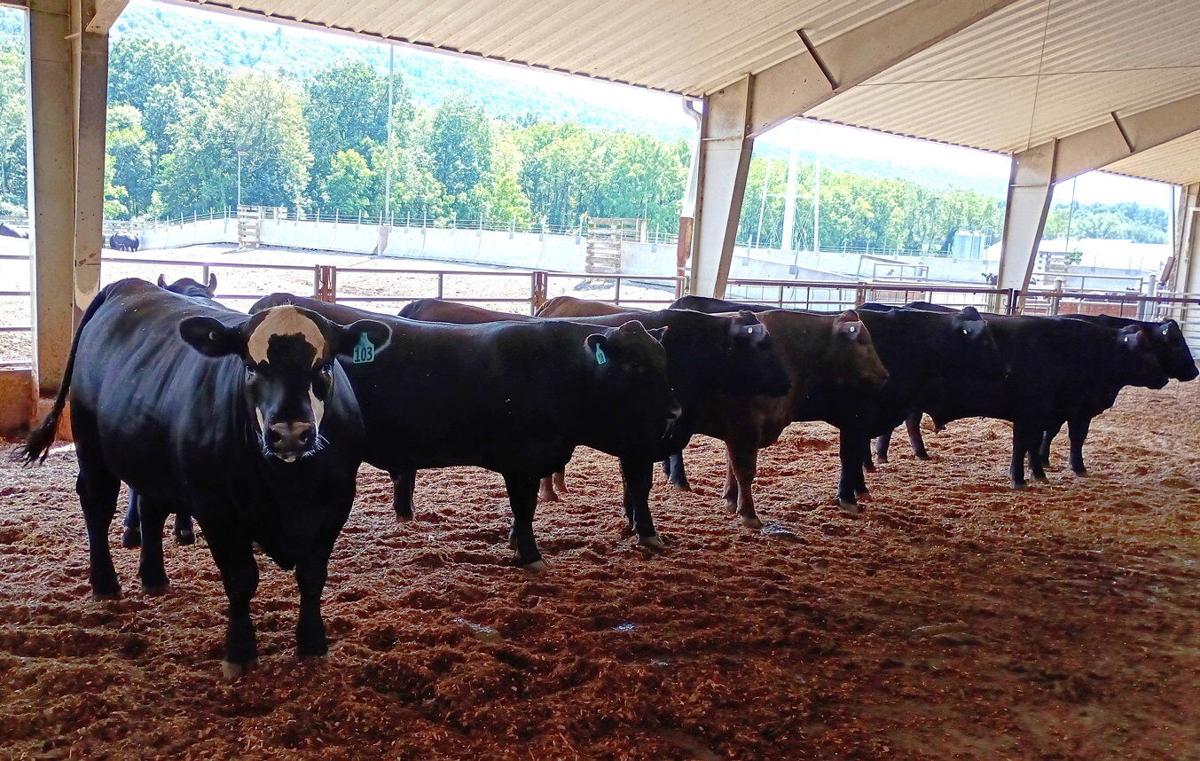 Cattle Market to Stay Strong as US Herd Shows Early Signs of Growth ...