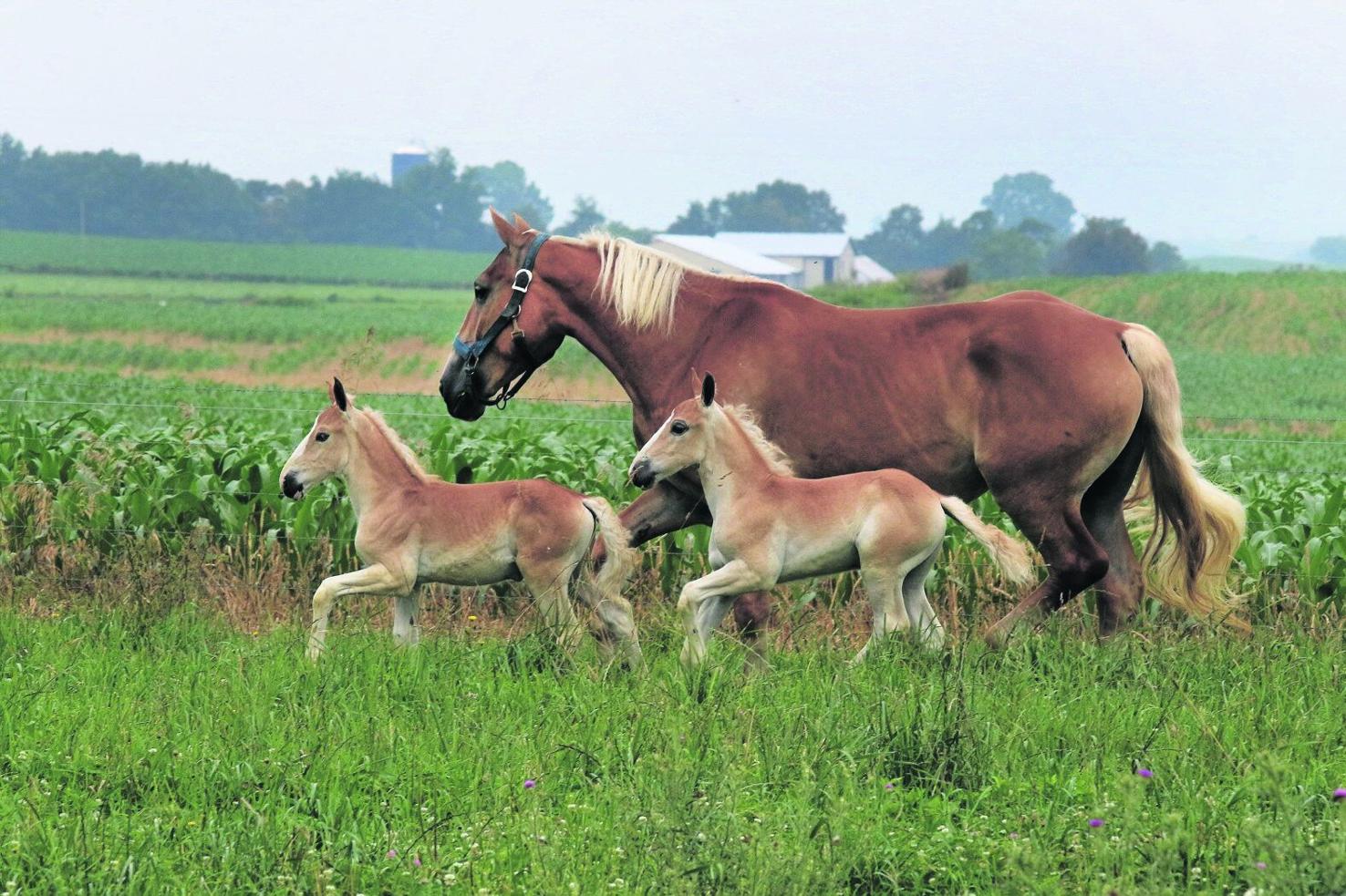 Belgian Mare Gives Birth to Twin Foals on Pennsylvania Farm | Horse ...