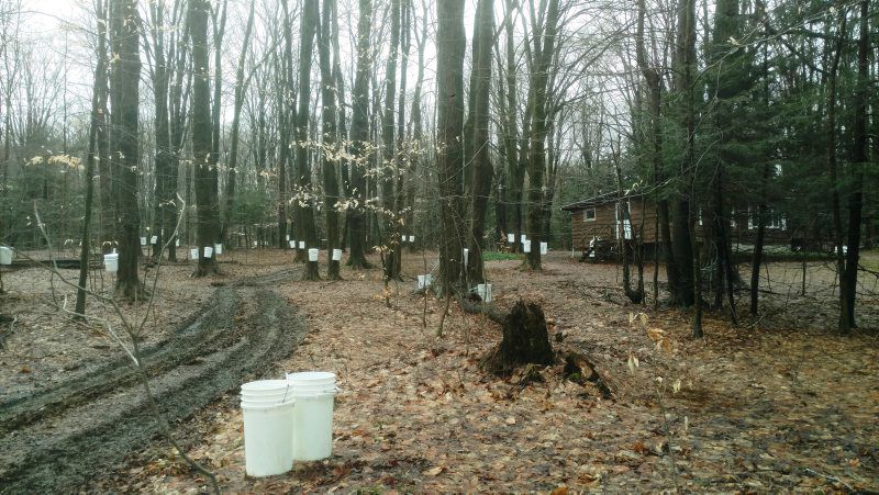 Maple Sugaring Operation Expands | Farm and Rural Family Life ...