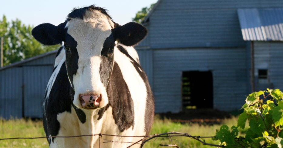 More Mid-Atlantic States Join USDA Avian Influenza Milk Testing | Dairy ...