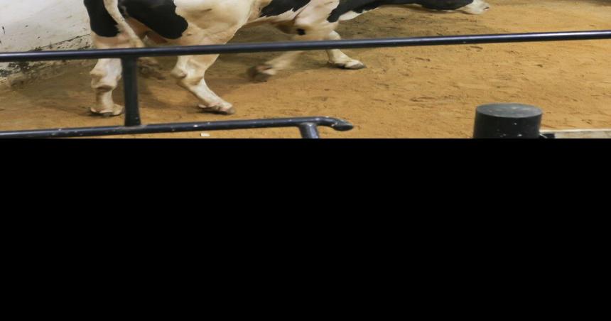 Bull Attack Reminder of Cattle Handling Risks | Livestock News ...