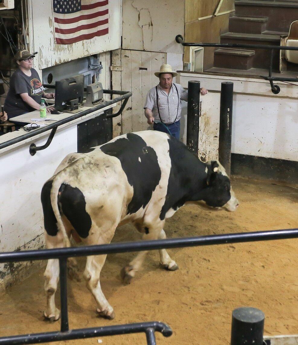 Bull Attack Reminder of Cattle Handling Risks | Livestock News ...