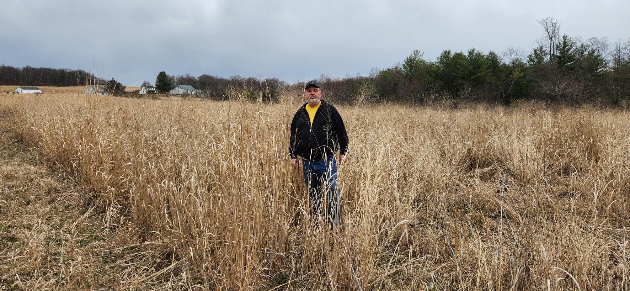 Switchgrass Growers Find New Business Opportunity in Poultry Bedding ...