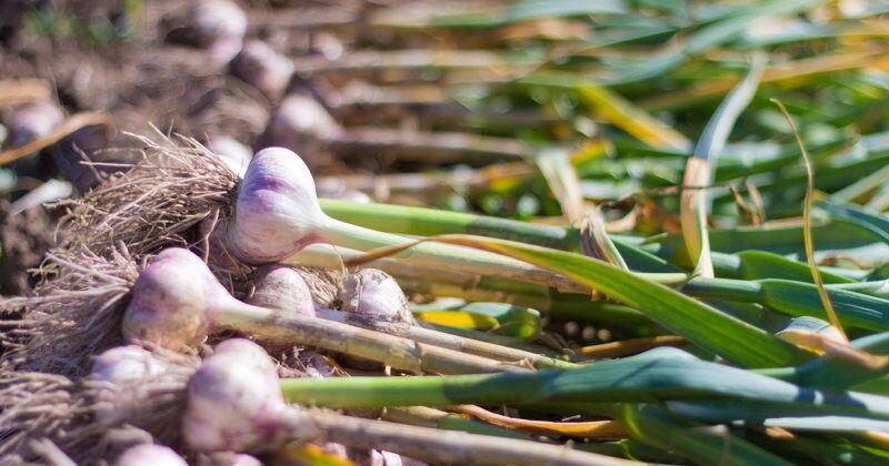 How to Grow Delicious Garlic at Home | Gardening Tips and How-To Garden ...