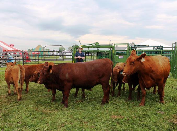Cull or Keep? Looking at USDA Grading for Beef | Livestock News ...
