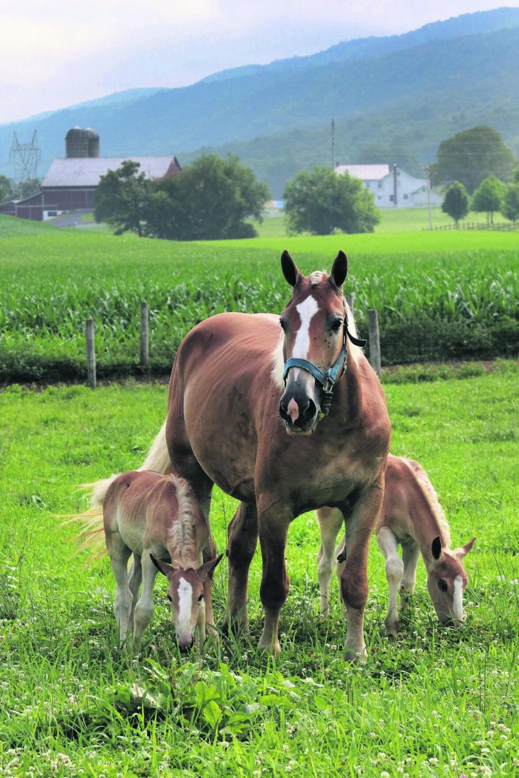Belgian Mare Gives Birth to Twin Foals on Pennsylvania Farm | Horse ...