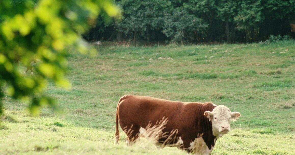 How a Wandering Bull Created Trouble on This Farm [Opinion] | Farm and ...