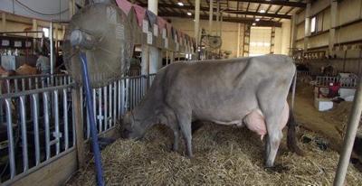 Dairy, Pig Farmers Roll With the Heat | Farming and Agricultural News ...