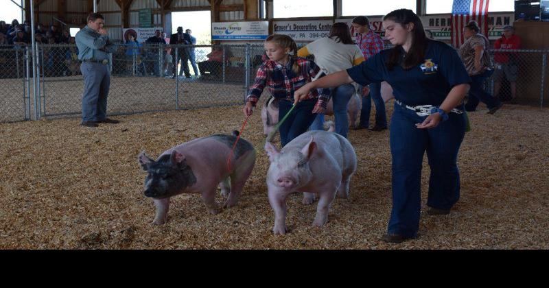 Connecting With Pigs Helps FFA Girls Succeed | Farm Shows, County Fairs ...