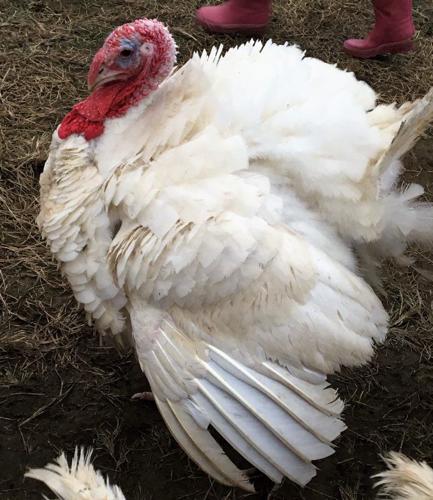 West Virginia Turkeys Thrive on Free Range | Poultry News ...