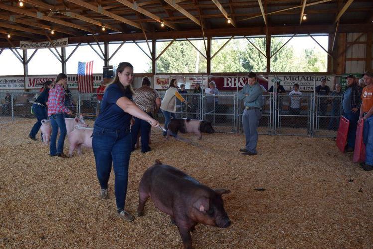 Connecting With Pigs Helps FFA Girls Succeed | Farm Shows, County Fairs ...